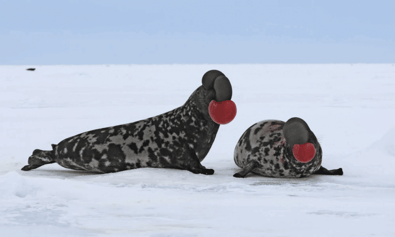 La foca capuchina, la foca barbuda y la foca pía son especies del ...