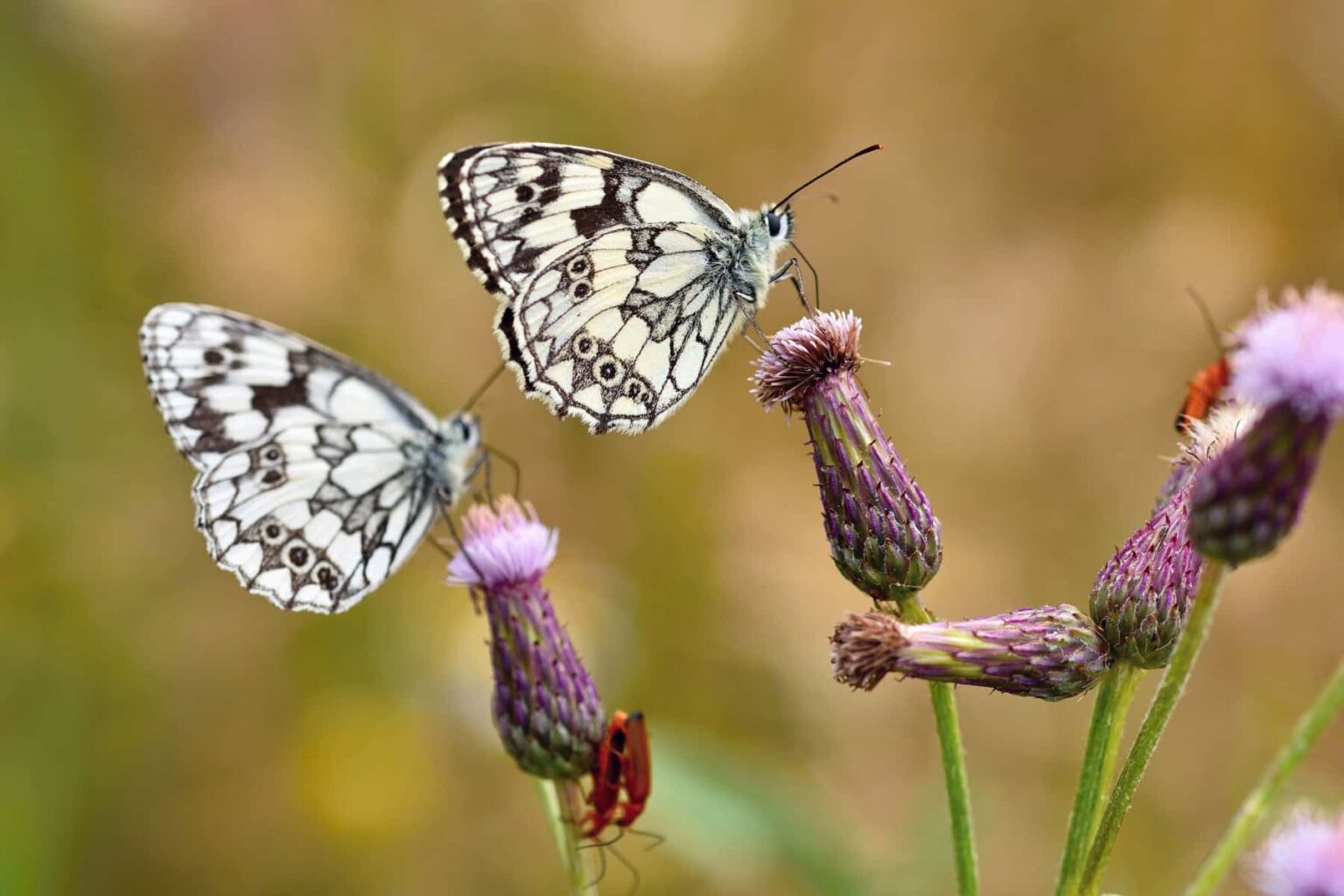 Costa Rica: las mariposas son las ‘jardineras del planeta’, su ...