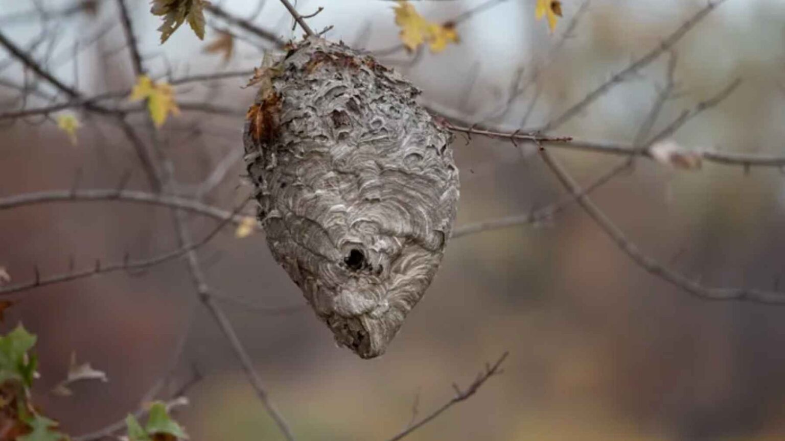 ¿A dónde van las abejas y las avispas en el invierno?