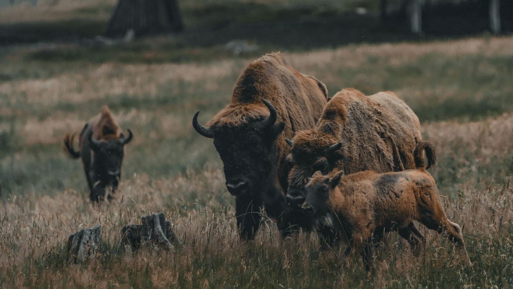 Nueve ejemplares ponen a prueba el futuro del bisonte europeo en el ...