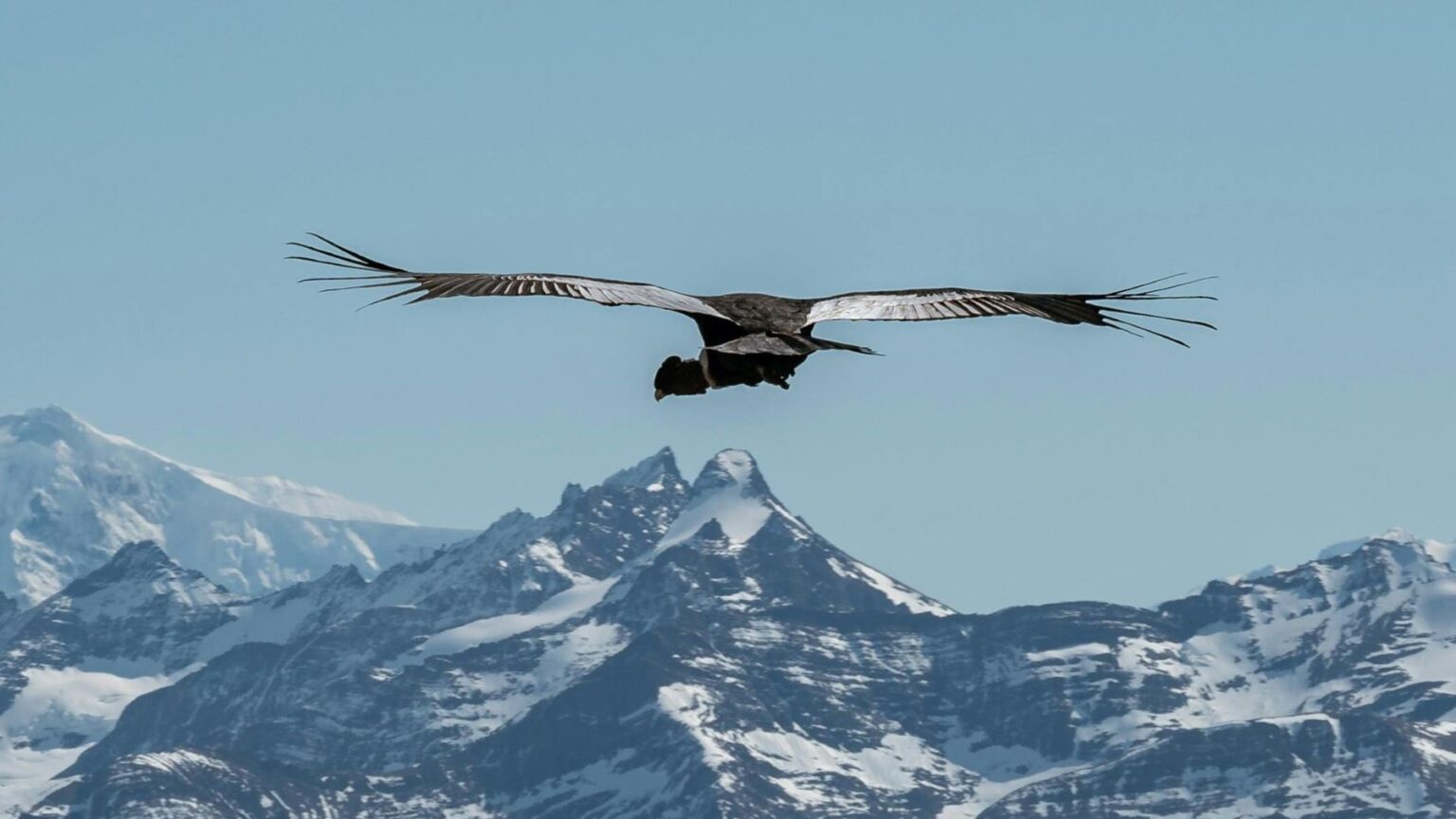 Liberan tres ejemplares de cóndor andino en la Patagonia chilena