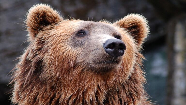 Así funciona la dominancia de los osos pardos cuando se agrupan