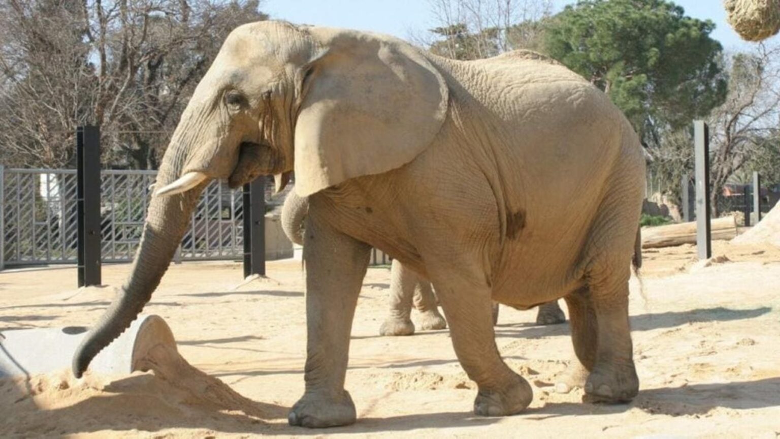 La muerte de la elefanta Susi marca el final de una era en el Zoo de ...