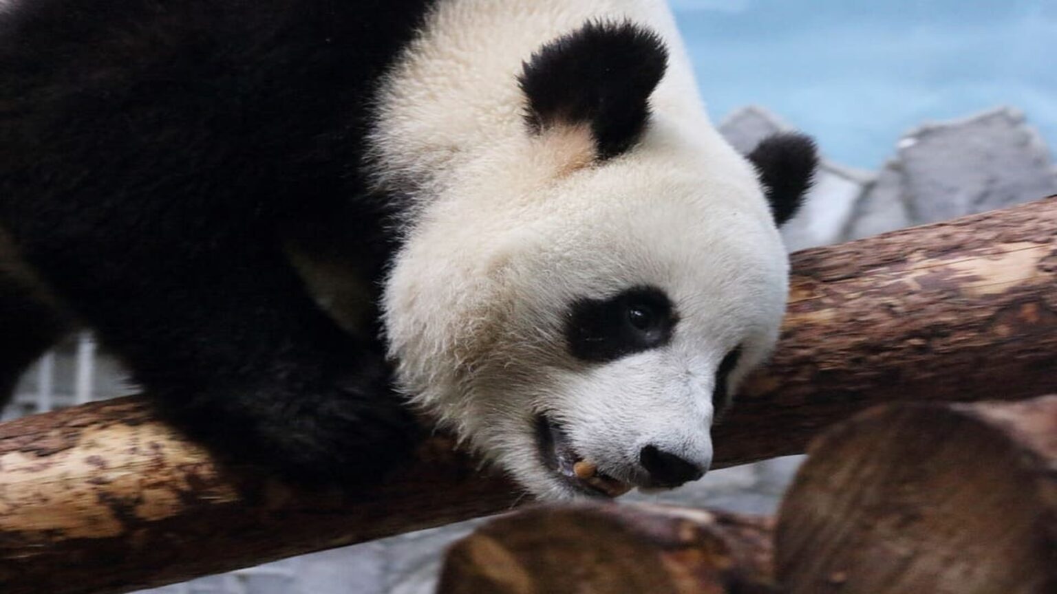 Los animales del zoo de Berlín comen árboles de Navidad y los así los ...