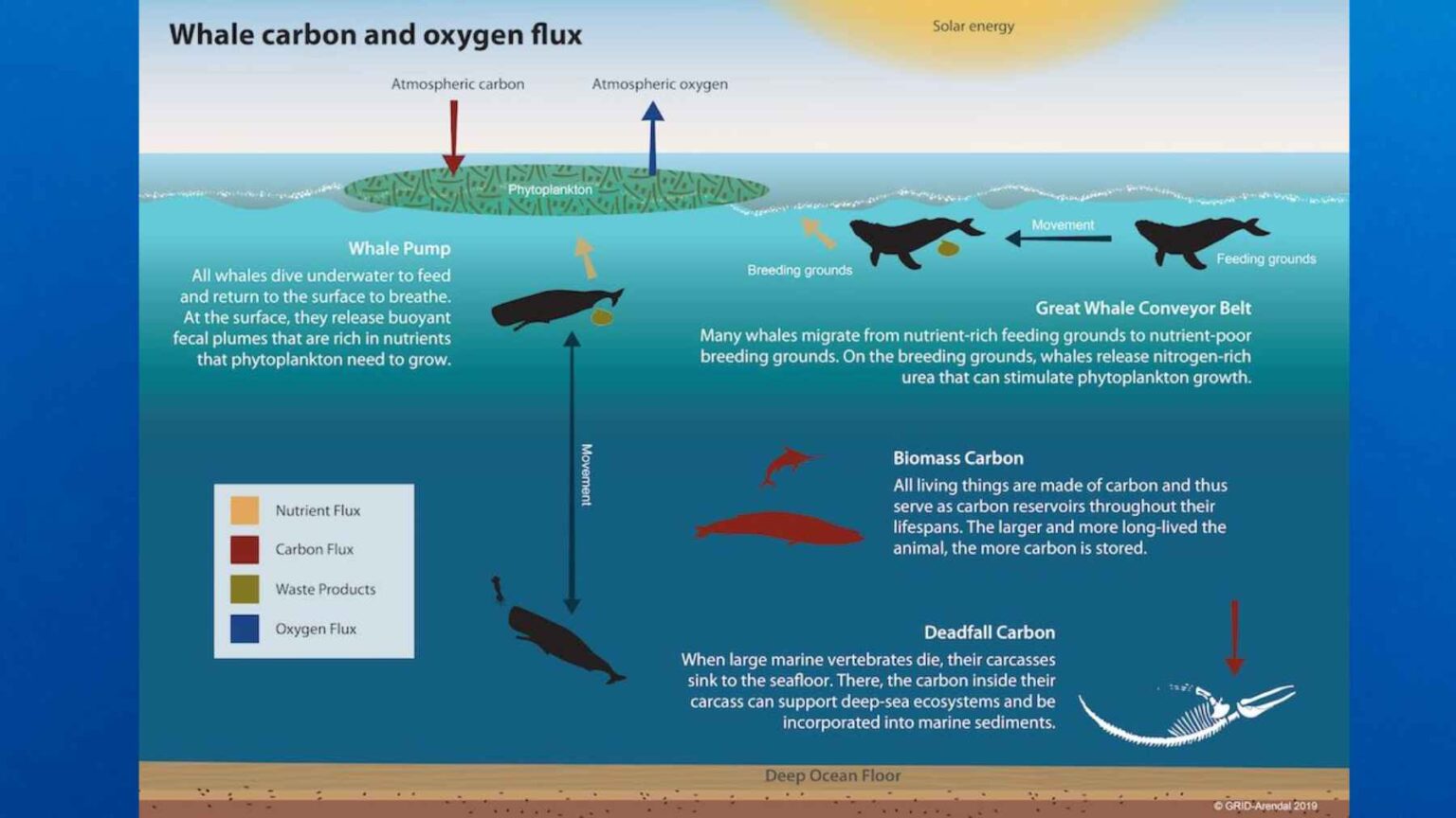 Los científicos confirman que los excrementos de ballena aportan hierro ...