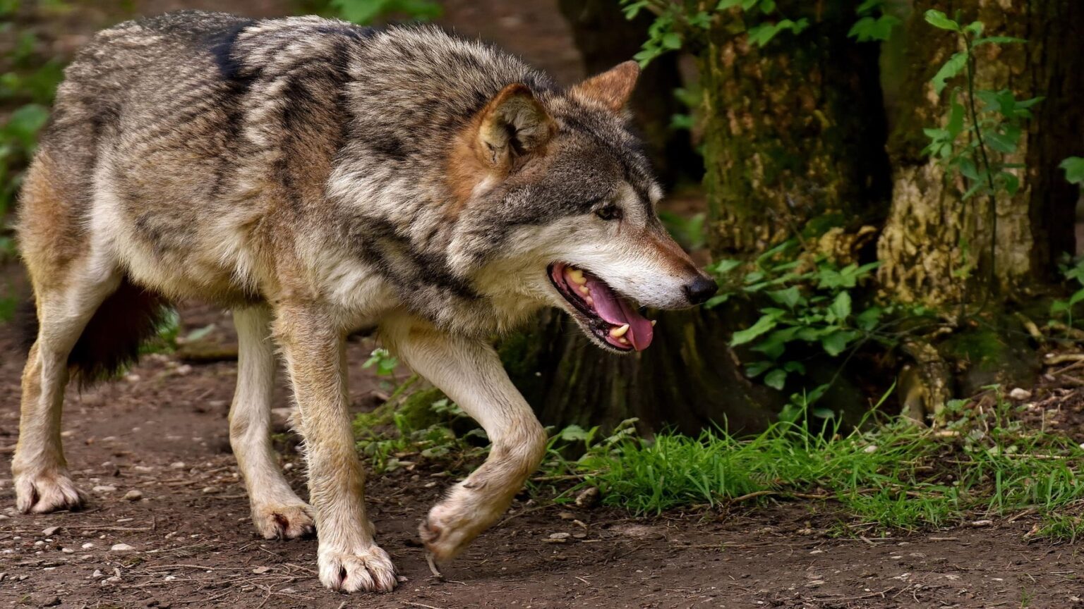La mortandad no natural del lobo en Palencia compromete su conservación