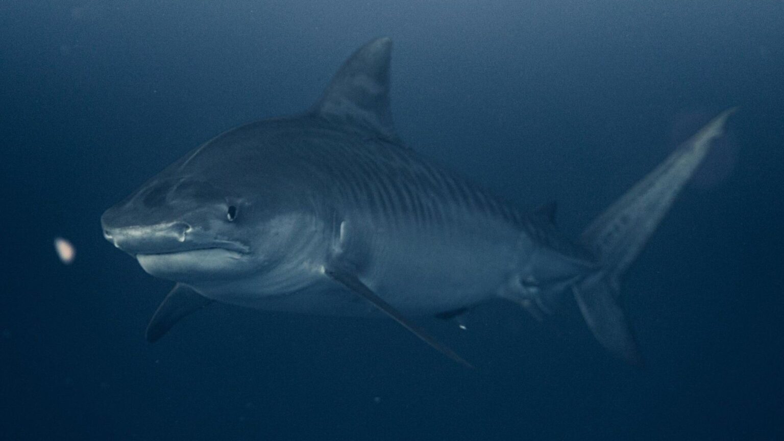 Tiburón blanco en el Mediterráneo español: científicos confirman un ...