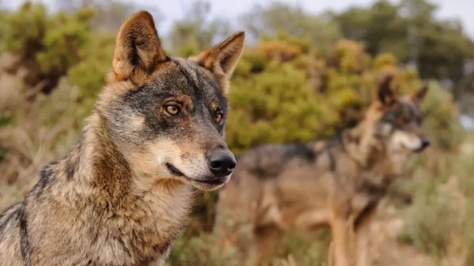 El Supremo autoriza la caza del lobo solo como última solución