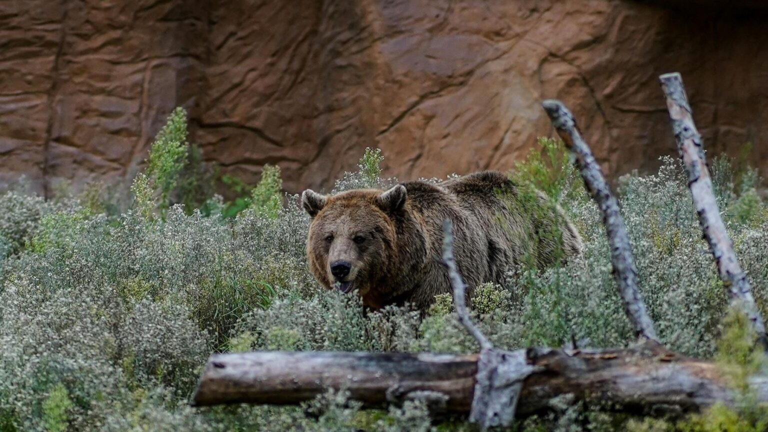 El oso pardo vuelve a las sierras del noroeste ibérico 150 años después ...