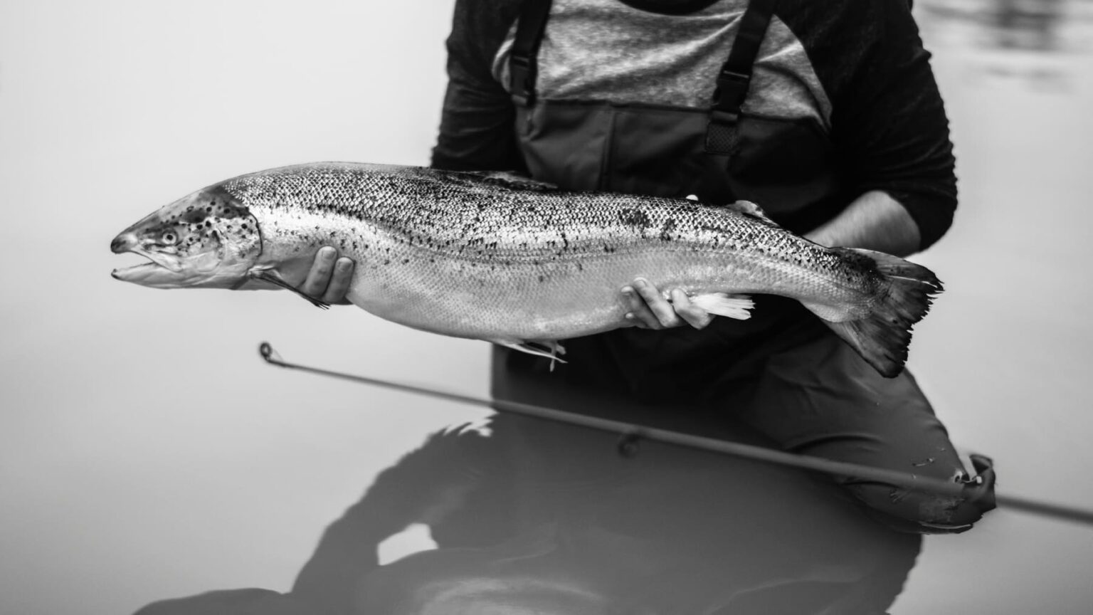 Piden declarar al salmón atlántico en peligro de extinción en Galicia