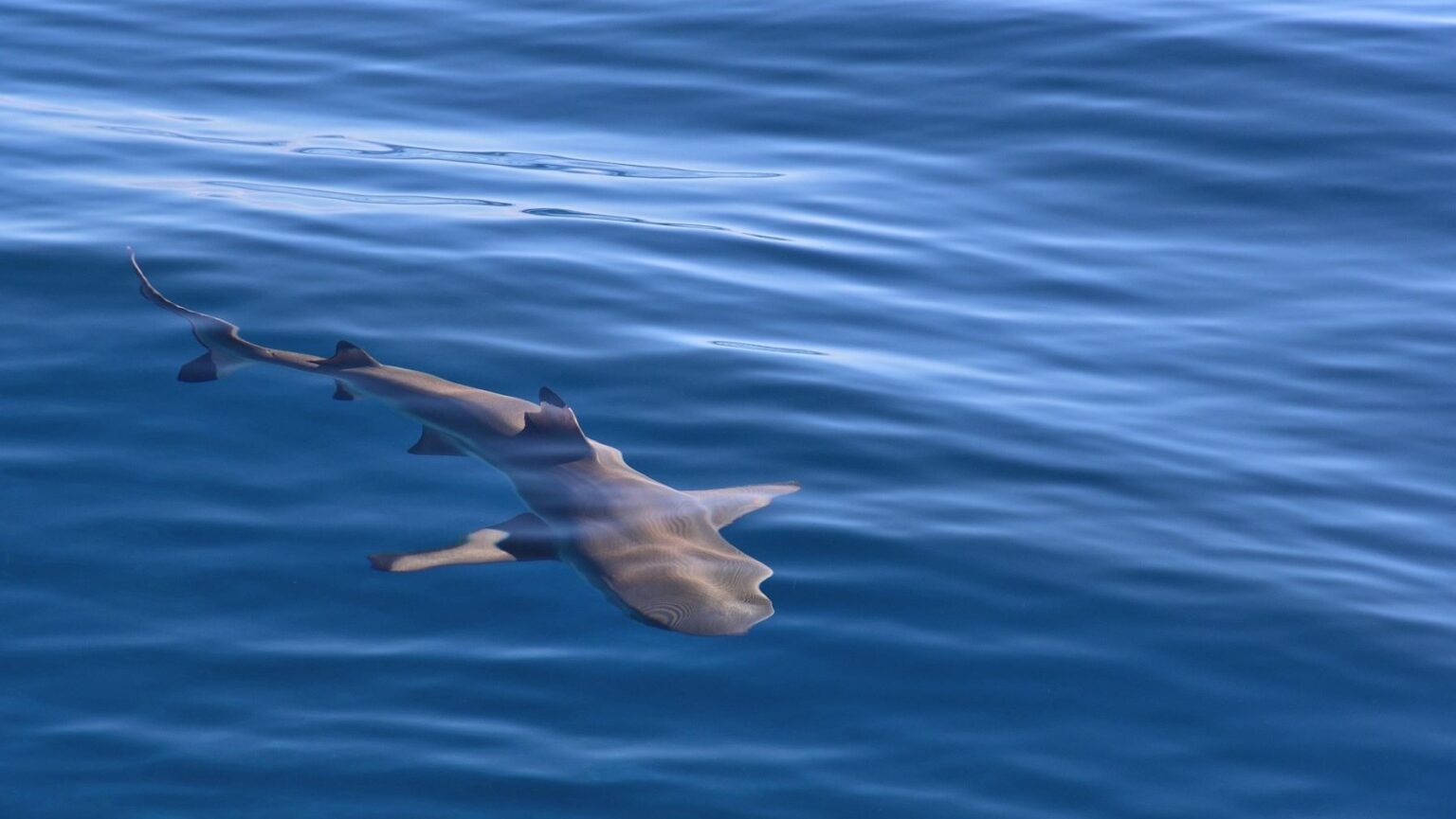 Baleares aprueba plan conservación tiburones y rayas pionero en el ...