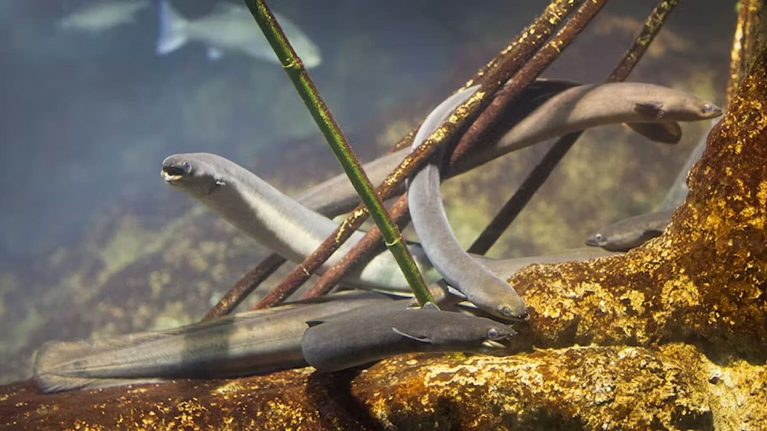 La anguila europea está en peligro de extinción en España mientras ...