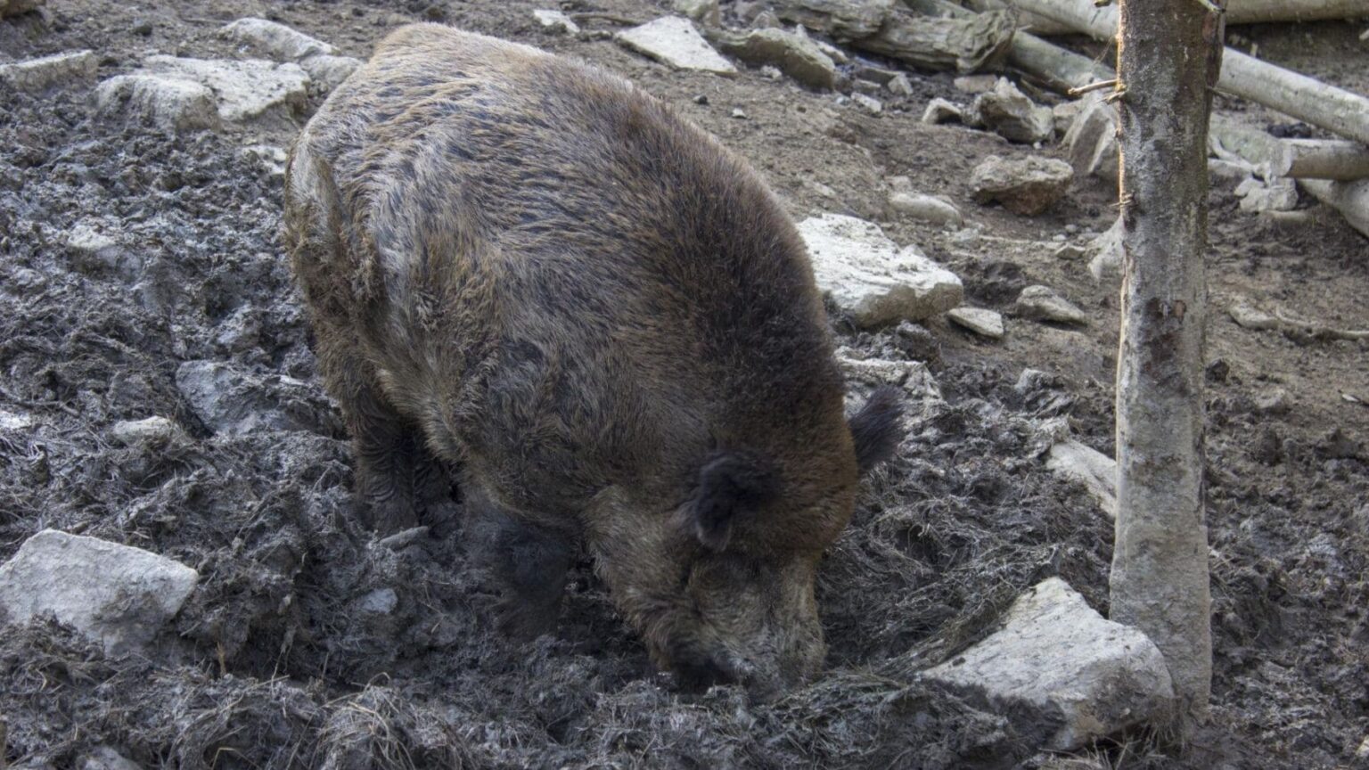 Parece un animal salvaje más, pero los investigadores advierten que ...