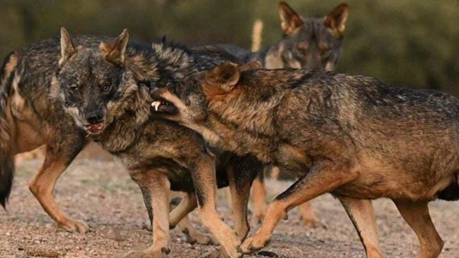 Los lobos están haciéndose cada vez más numerosos en España y en una ...