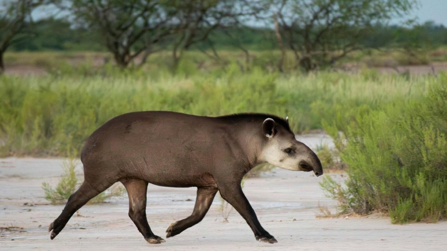 Día Mundial del Tapir 2026 alerta sobre su peligro de extinción y su ...