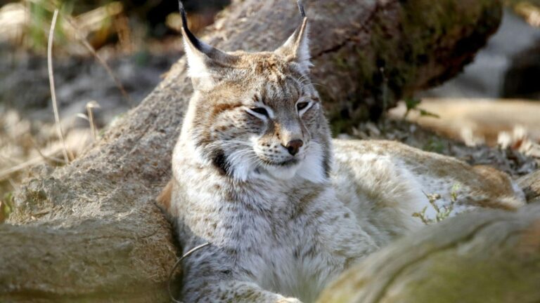 Un hallazgo histórico cambia la desaparición del lince euroasiático en ...