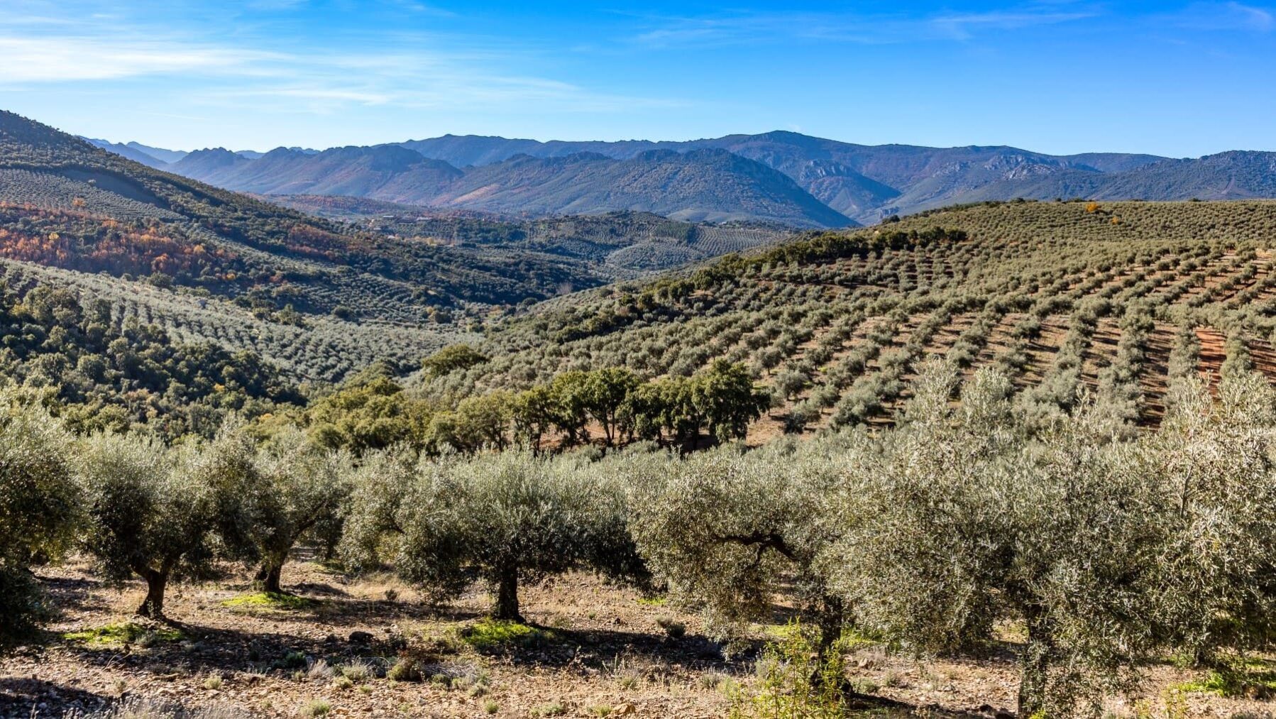 La Unión Europea modifica la DOP Aceite de Navarra por el cambio ...