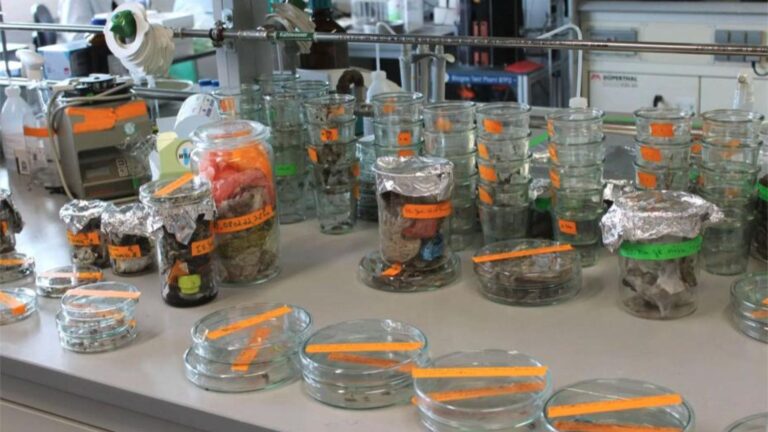 Investigadores alemanes descubren un nuevo bioplástico capaz de ...