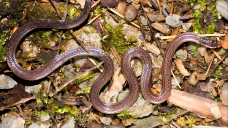 Investigadores descubren en China una serpiente de 'dos cabezas' con ...
