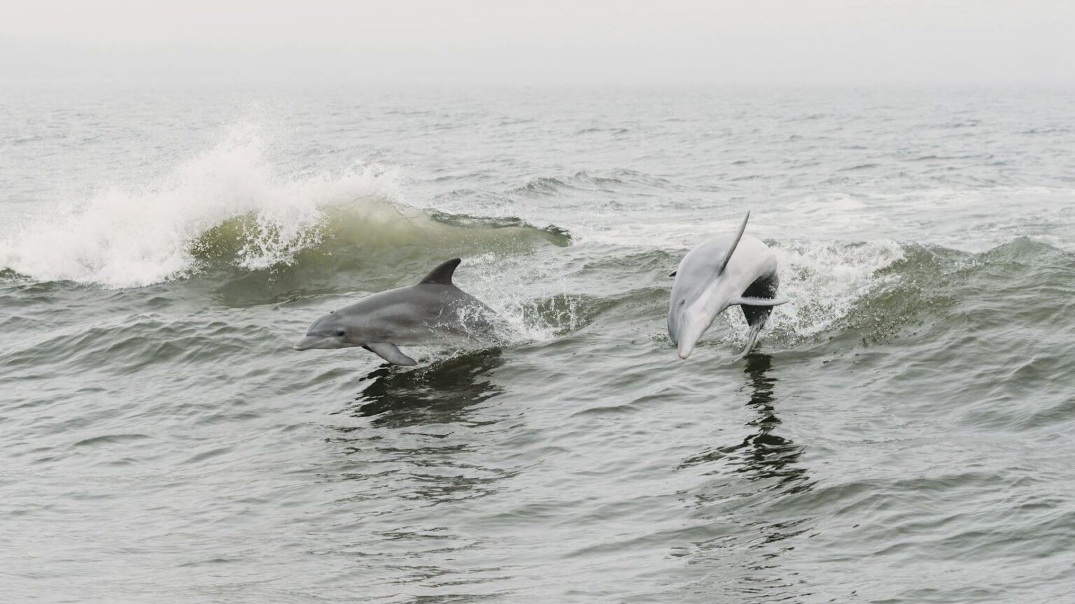 Australia impulsa el primer censo de delfines para proteger una de sus ...