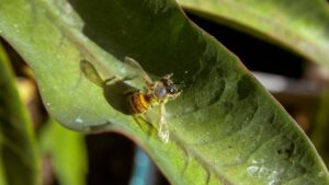 Abejas silvestres de Canarias revelan un tesoro único con 146 especies