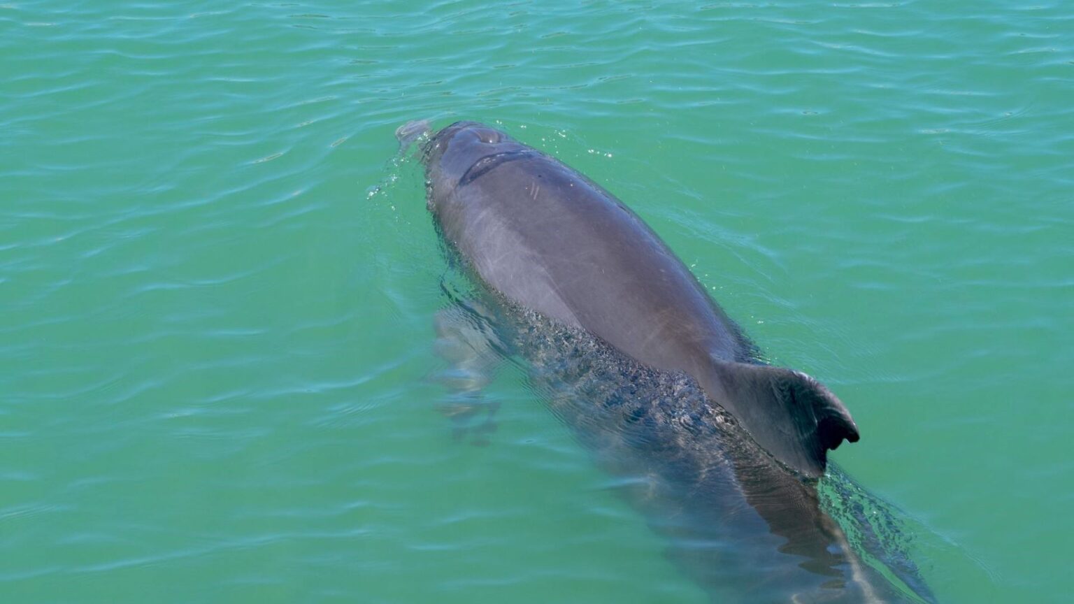 La marsopa reaparece en el mar de Alborán y desata una carrera ...