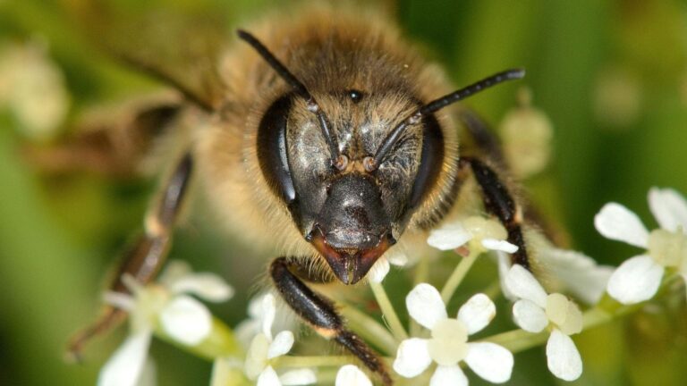 Su cerebro es más pequeño que la cabeza de un alfiler pero las abejas ...