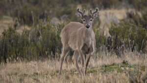 Nadie lo había visto antes en Sudamérica: captan a 3.969 metros de ...